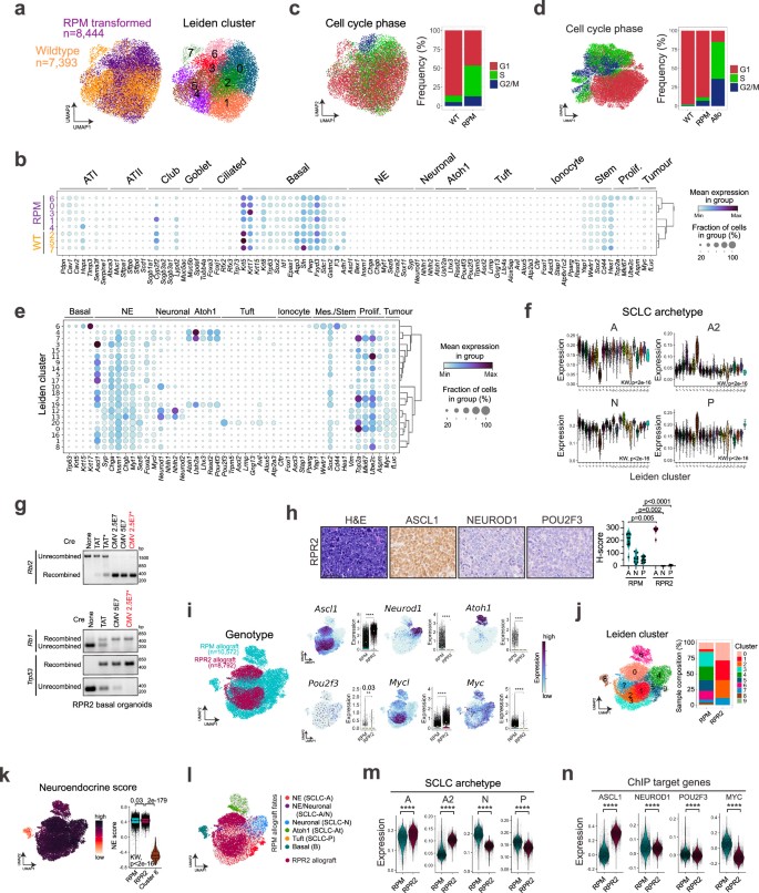Basal cell of origin resolves neuroendocrine–tuft lineage plasticity in ...
