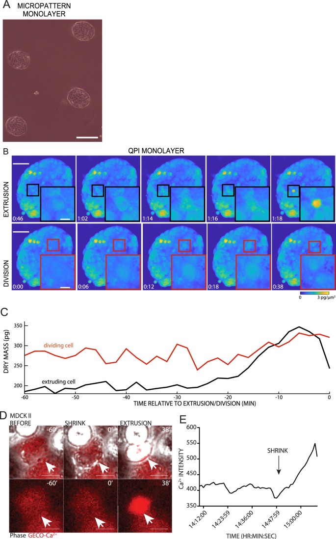 Energy deficiency selects crowded live epithelial cells for extrusion ...