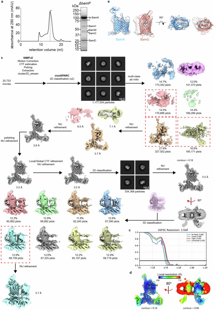 A new paradigm for outer membrane protein biogenesis in the Bacteroidota | Nature