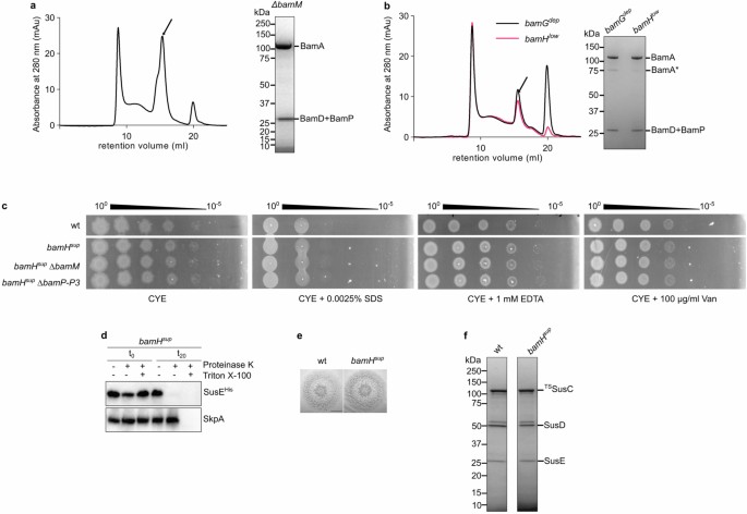 A new paradigm for outer membrane protein biogenesis in the Bacteroidota | Nature