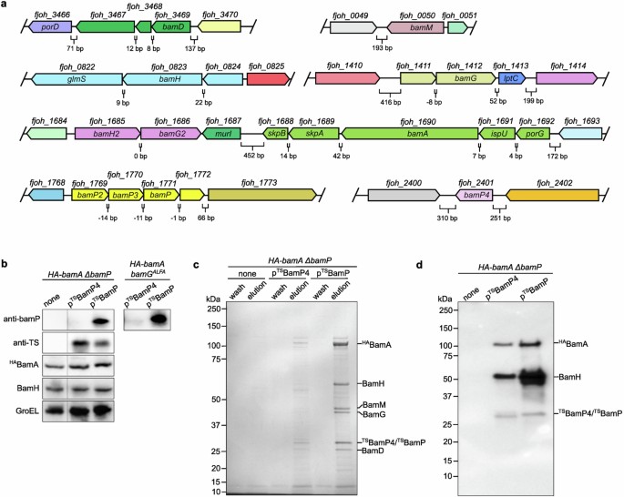 A new paradigm for outer membrane protein biogenesis in the Bacteroidota | Nature
