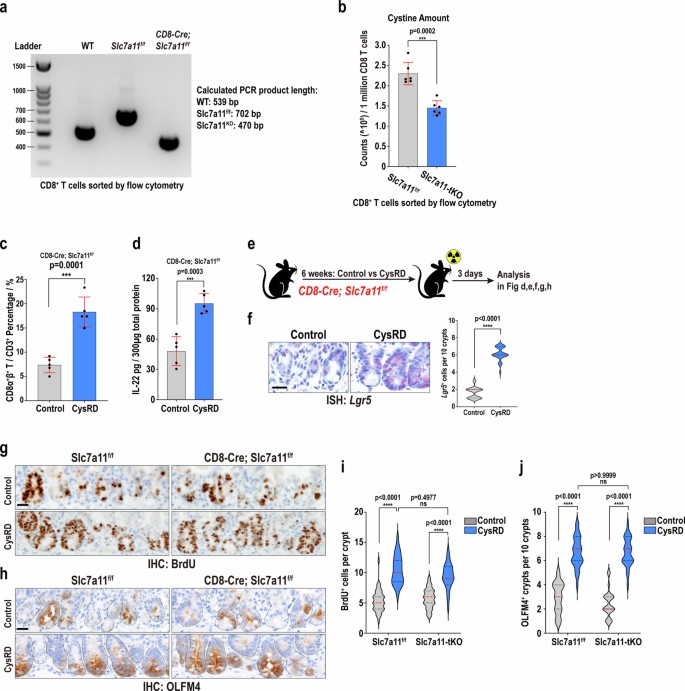 Dietary cysteine enhances intestinal stemness via CD8+ T cell-derived ...