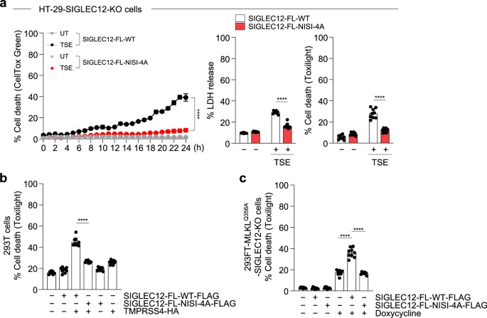 SIGLEC12 mediates plasma membrane rupture during necroptotic cell death ...