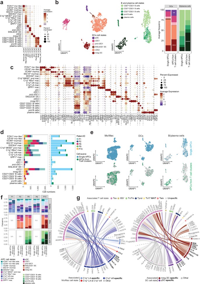 Tumour-reactive heterotypic CD8 T cell clusters from clinical samples ...