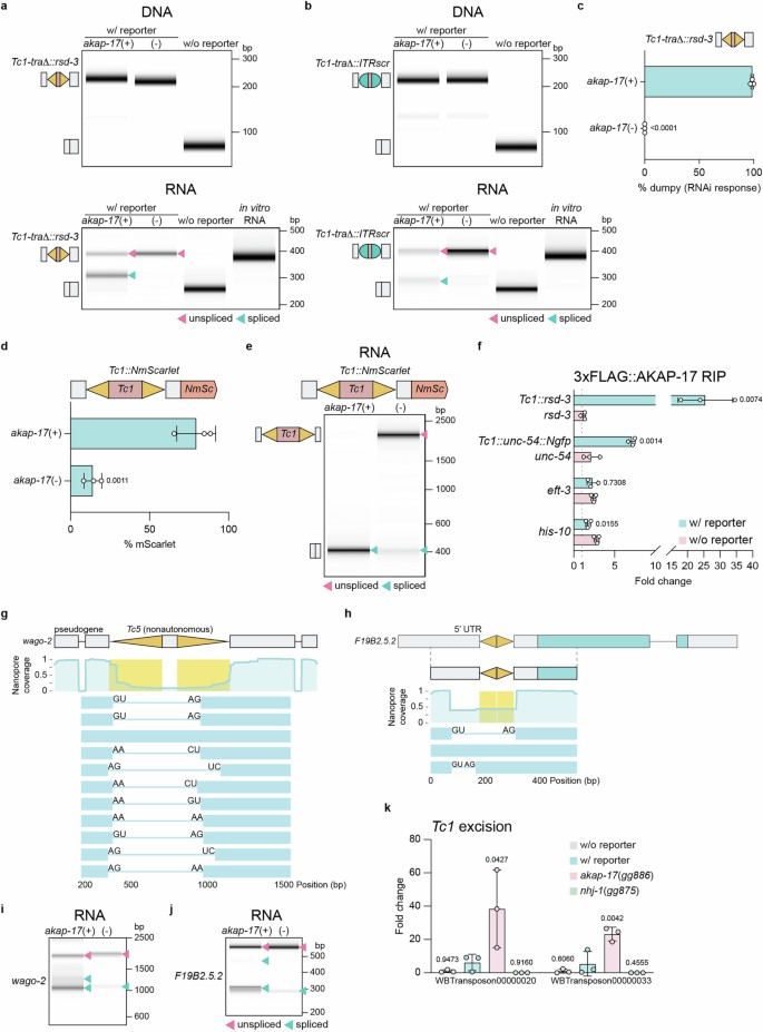 An RNA splicing system that excises DNA transposons from animal mRNAs ...