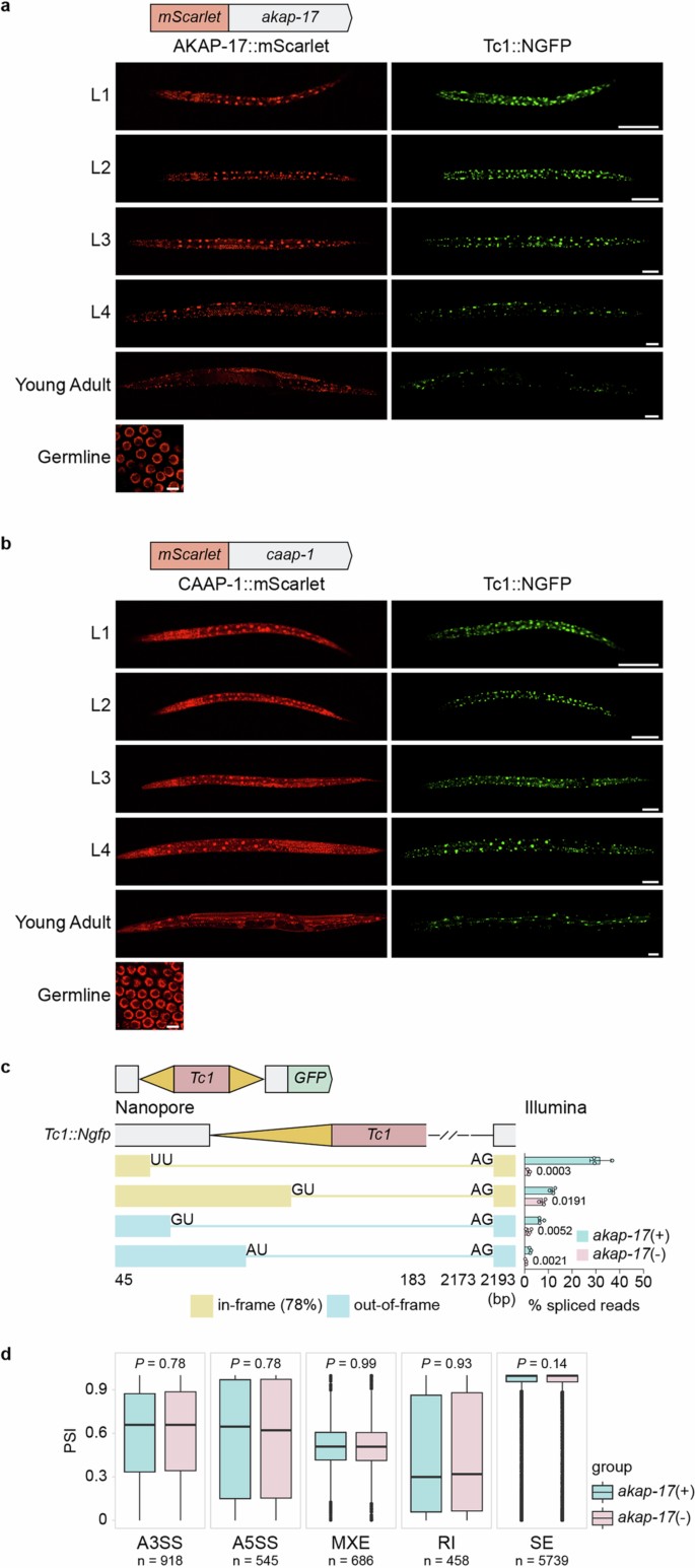 An RNA splicing system that excises DNA transposons from animal mRNAs ...