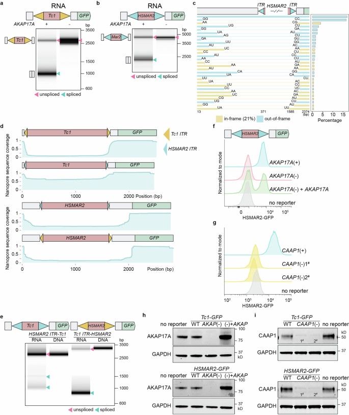 An RNA splicing system that excises DNA transposons from animal mRNAs ...