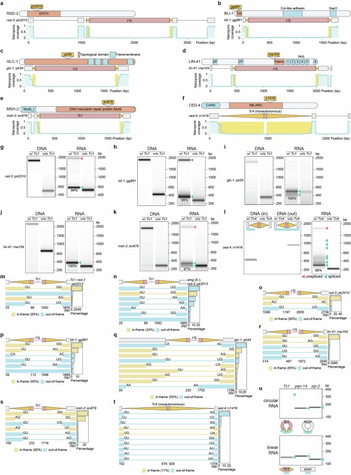An RNA splicing system that excises DNA transposons from animal mRNAs ...