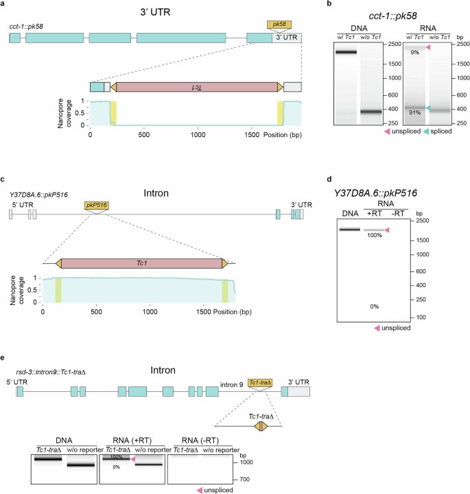 An RNA splicing system that excises DNA transposons from animal mRNAs ...
