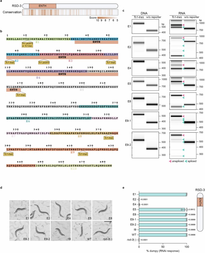 An RNA splicing system that excises DNA transposons from animal mRNAs ...