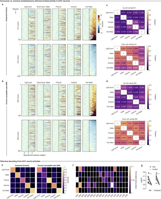 Mimicking opioid analgesia in cortical pain circuits | Nature