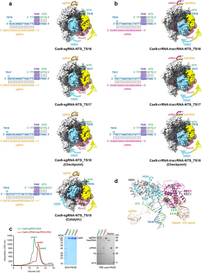 Trans-nuclease activity of Cas9 activated by DNA or RNA target binding ...
