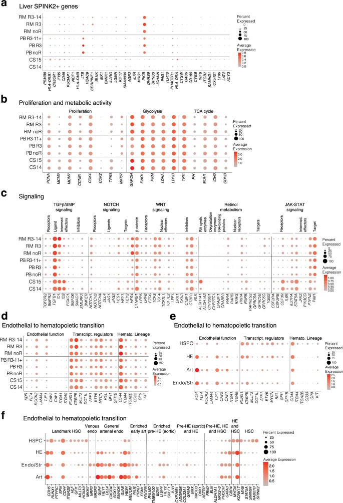 Long-term engrafting multilineage hematopoietic cells differentiated ...