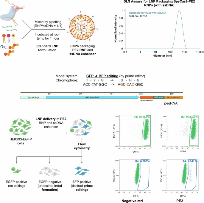 Lung and liver editing by lipid nanoparticle delivery of a stable ...