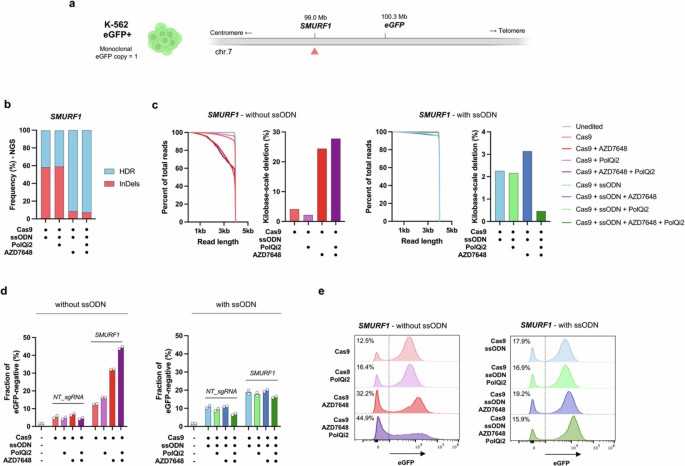 Genome editing with the HDR-enhancing DNA-PKcs inhibitor AZD7648 causes ...