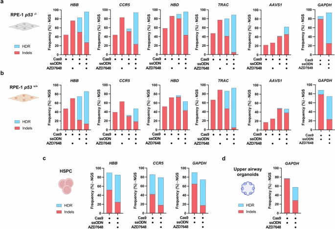 Genome editing with the HDR-enhancing DNA-PKcs inhibitor AZD7648 causes ...