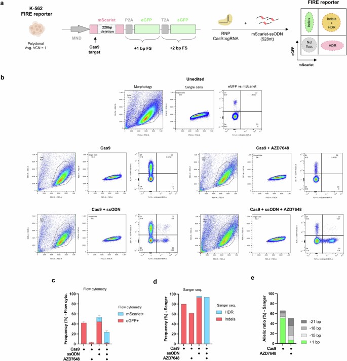 Genome editing with the HDR-enhancing DNA-PKcs inhibitor AZD7648 causes ...