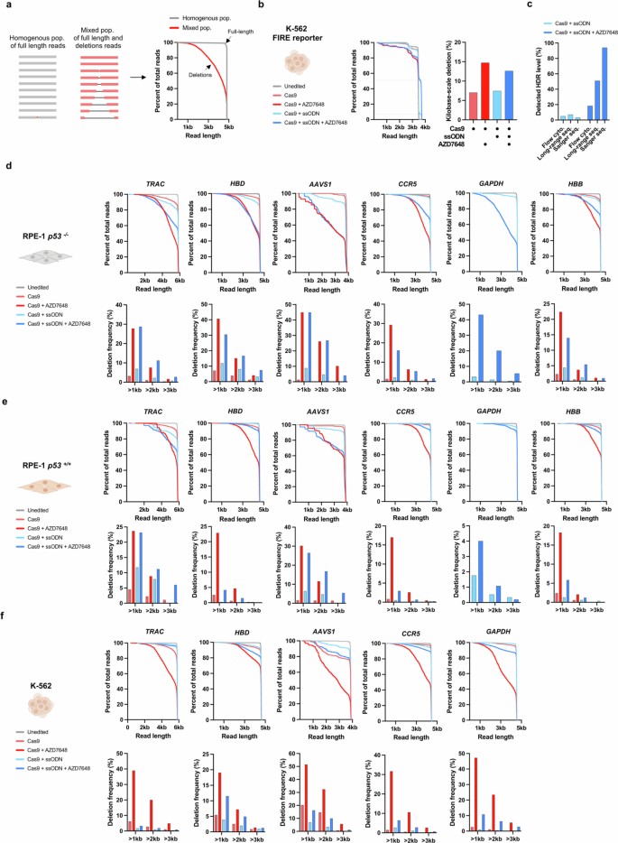 Genome editing with the HDR-enhancing DNA-PKcs inhibitor AZD7648 causes ...