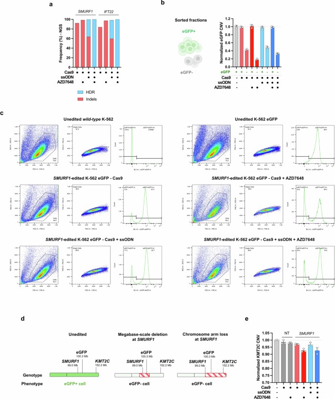 Genome editing with the HDR-enhancing DNA-PKcs inhibitor AZD7648 causes ...