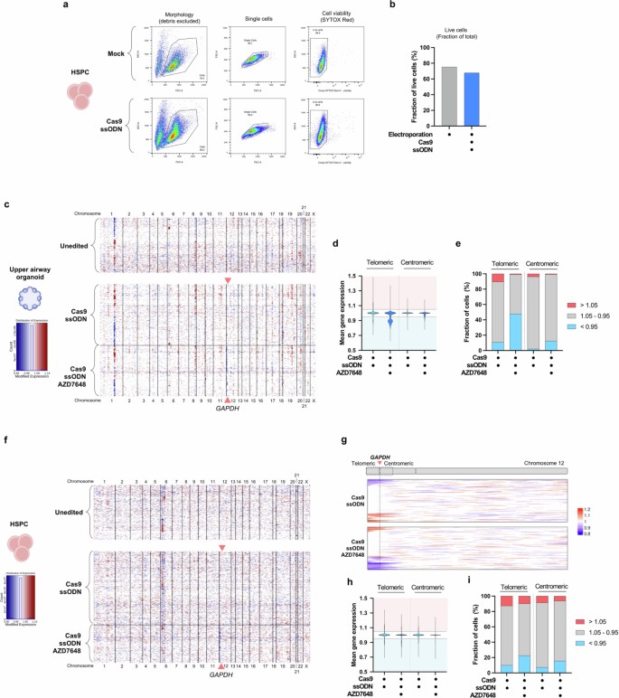 Genome editing with the HDR-enhancing DNA-PKcs inhibitor AZD7648 causes ...