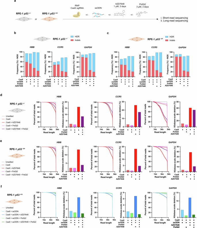 Genome editing with the HDR-enhancing DNA-PKcs inhibitor AZD7648 causes ...