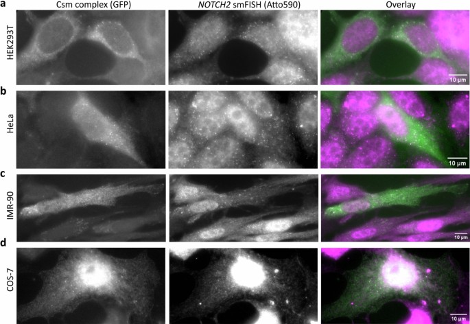 Single-molecule live-cell RNA imaging with CRISPR–Csm | Nature ...