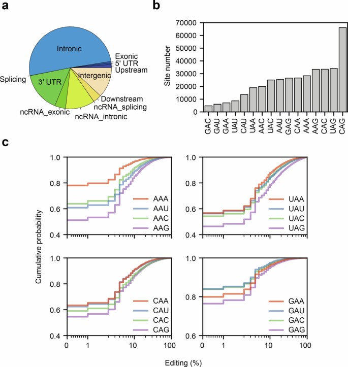 Improved RNA base editing with guide RNAs mimicking highly edited ...