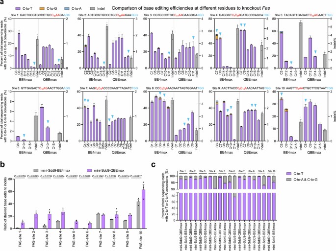 QBEmax is a sequence-permuted and internally protected base editor ...