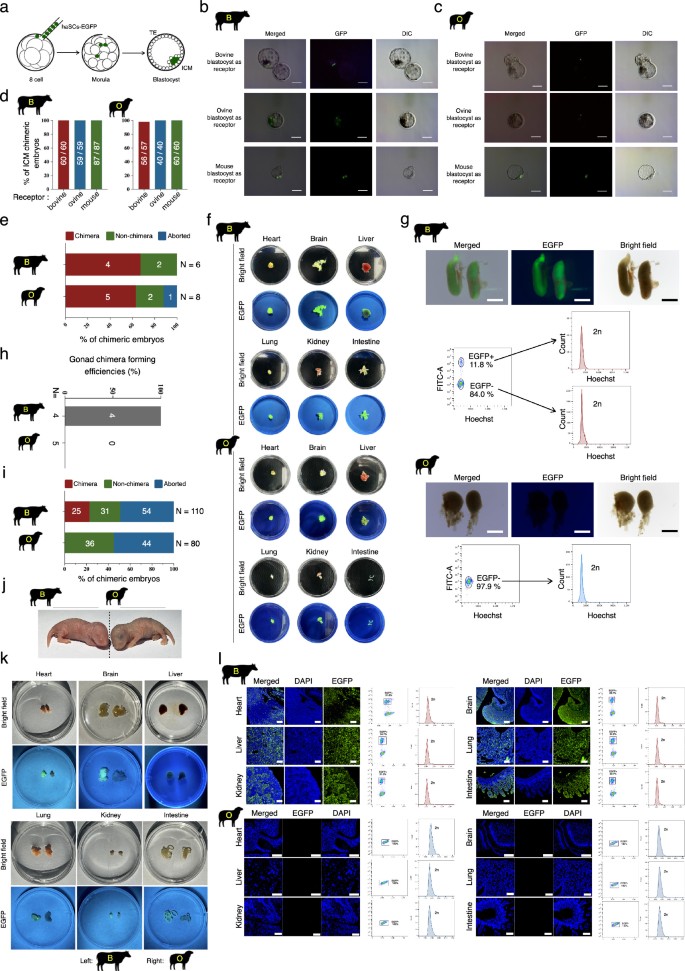 Generation of modified cows and sheep from spermatid-like haploid ...