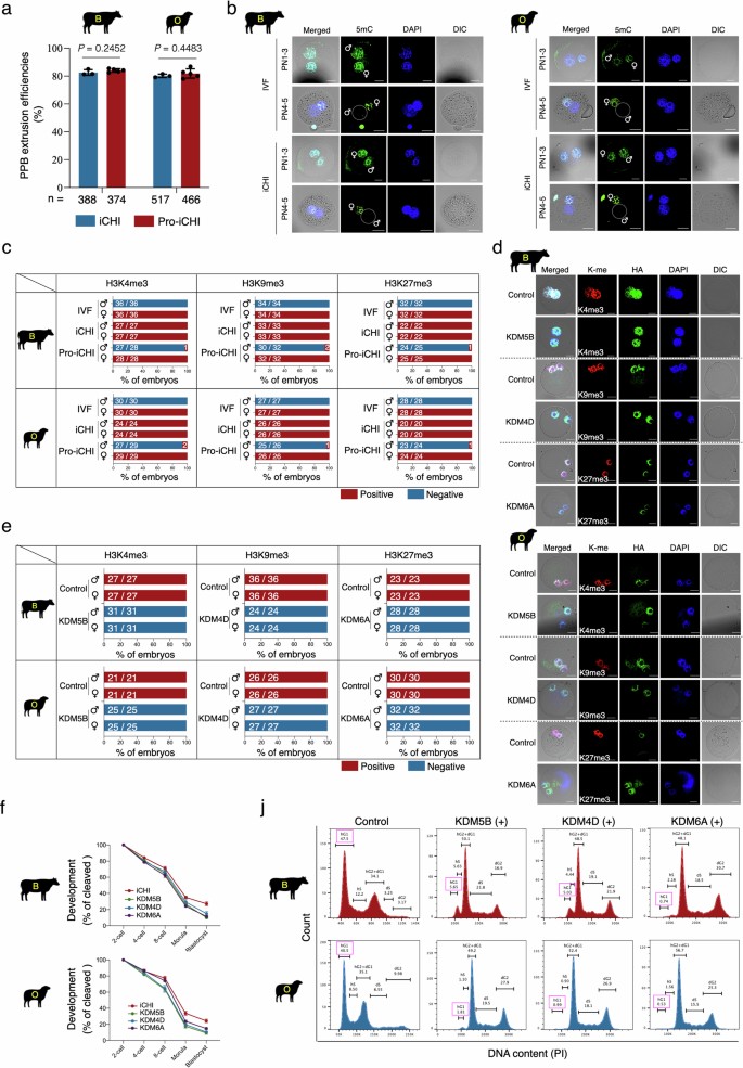 Generation of modified cows and sheep from spermatid-like haploid ...