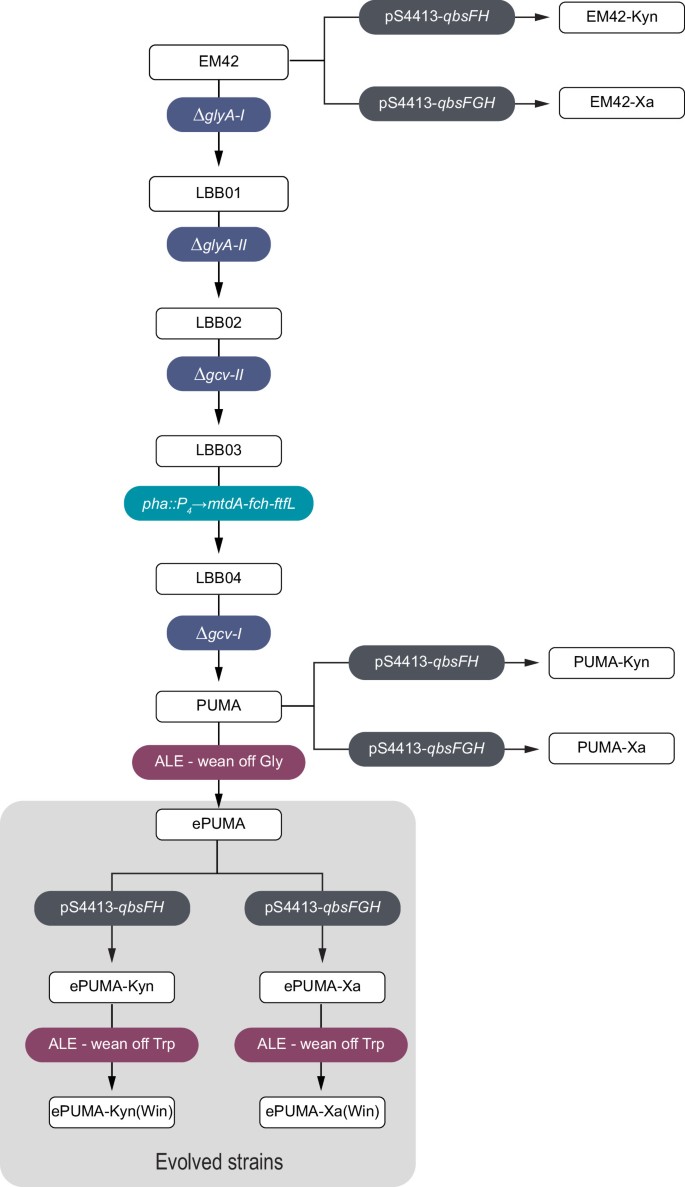 Growth-coupled microbial biosynthesis of the animal pigment ...