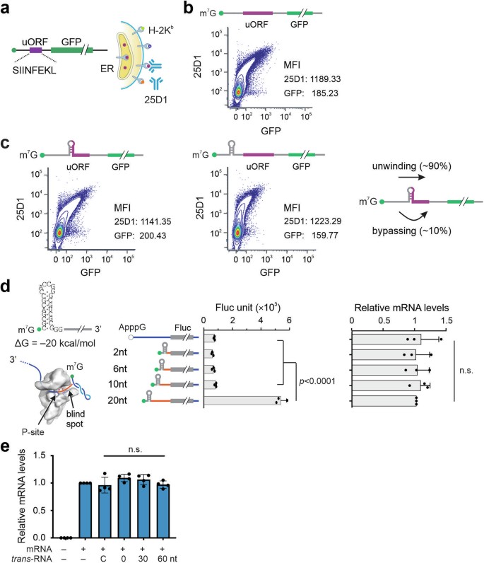 Programmable initiation of mRNA translation by trans-RNA | Nature ...