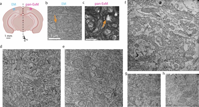 All-optical visualization of specific molecules in the ultrastructural ...