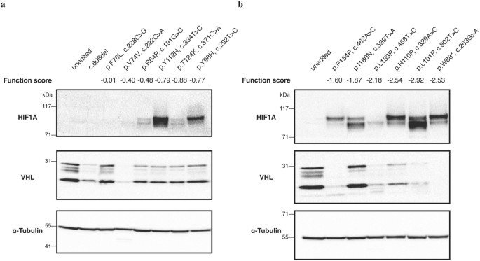 Saturation genome editing maps the functional spectrum of pathogenic VHL alleles | Nature Genetics