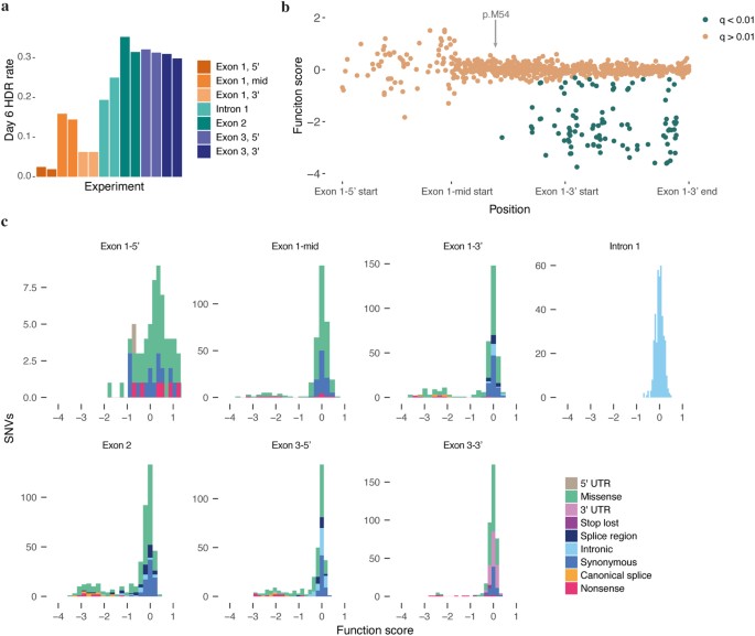 Saturation genome editing maps the functional spectrum of pathogenic VHL alleles | Nature Genetics