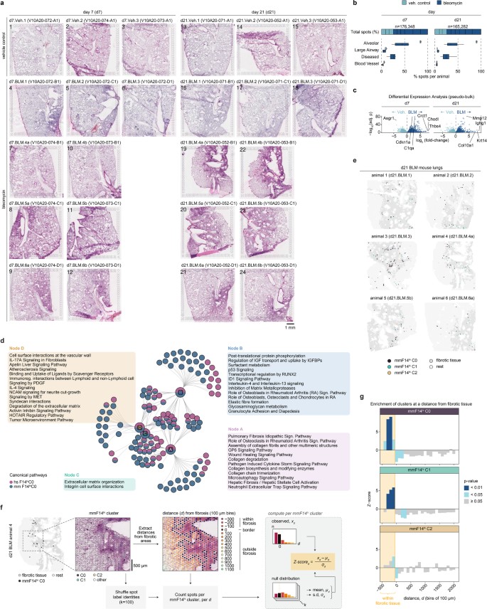 Mapping spatially resolved transcriptomes in human and mouse pulmonary ...