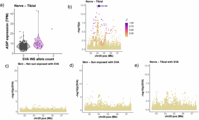 A sequence of SVA retrotransposon insertions in ASIP shaped human ...