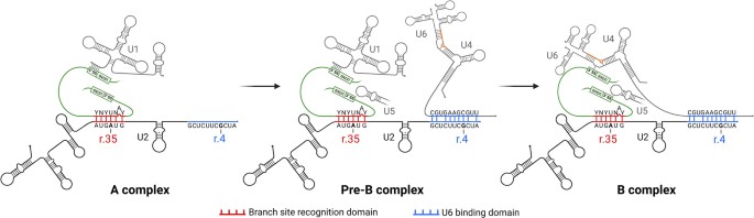 Mutations in the small nuclear RNA gene RNU2-2 cause a severe ...