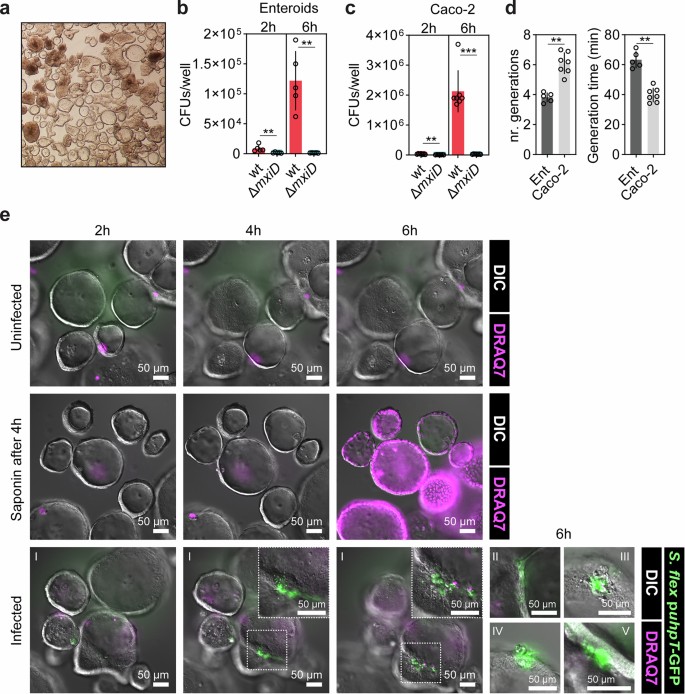 A scalable gut epithelial organoid model reveals the genome-wide ...