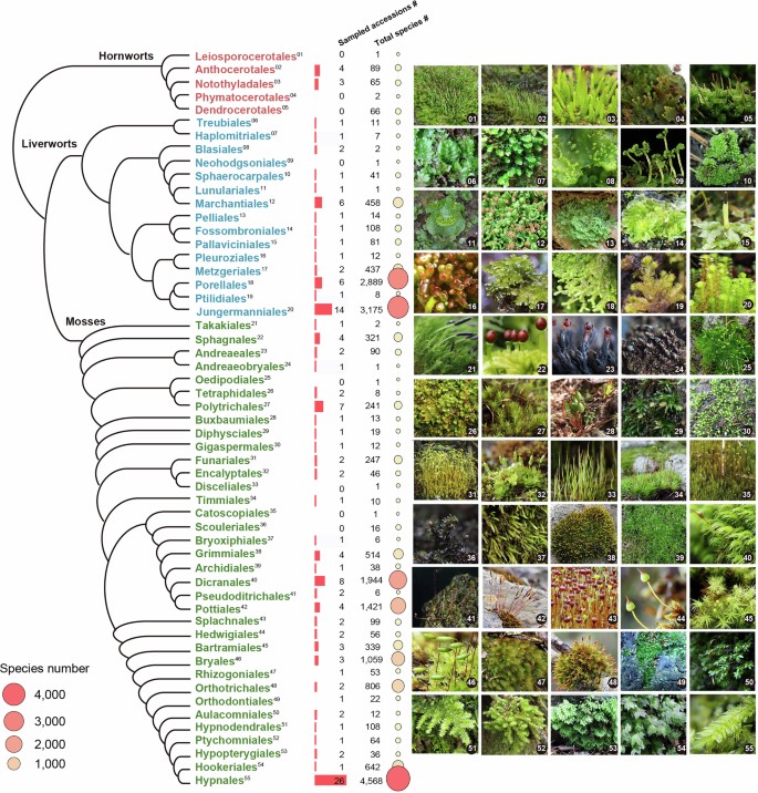 Bryophytes hold a larger gene family space than vascular plants ...