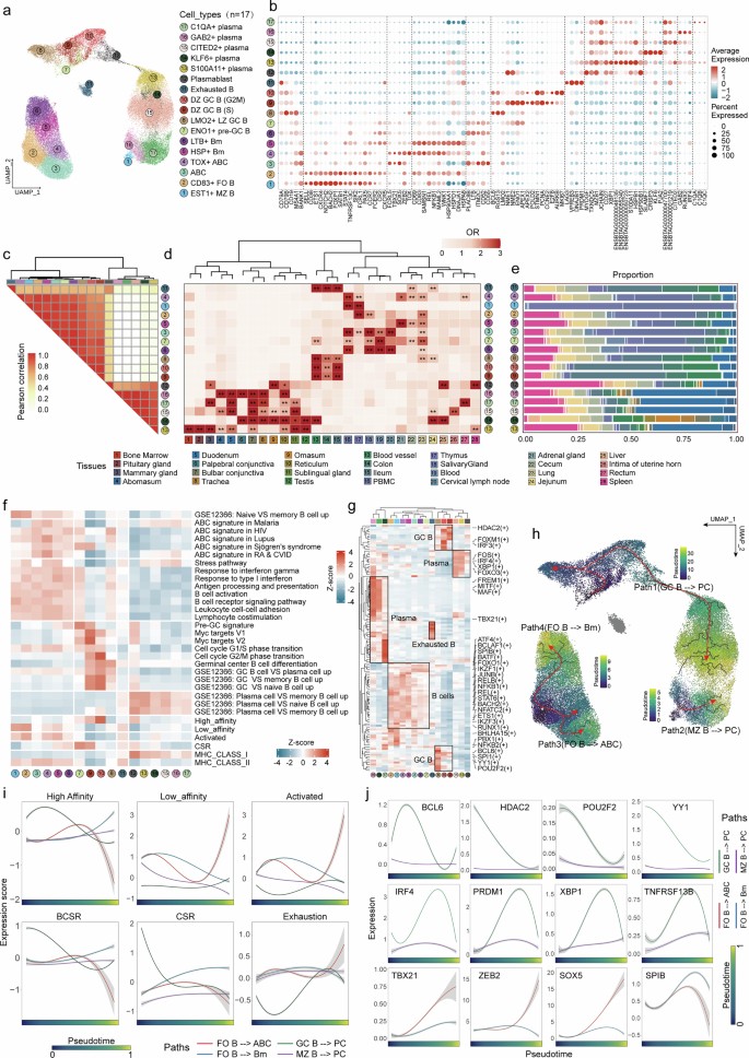 A multi-tissue single-cell expression atlas in cattle | Nature Genetics