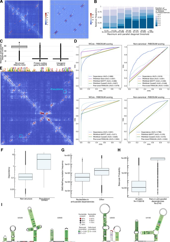 Nucleotide dependency analysis of genomic language models detects ...