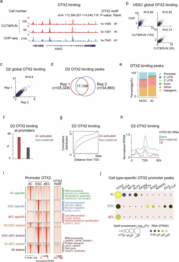 Maternal factor OTX2 regulates human embryonic genome activation and ...