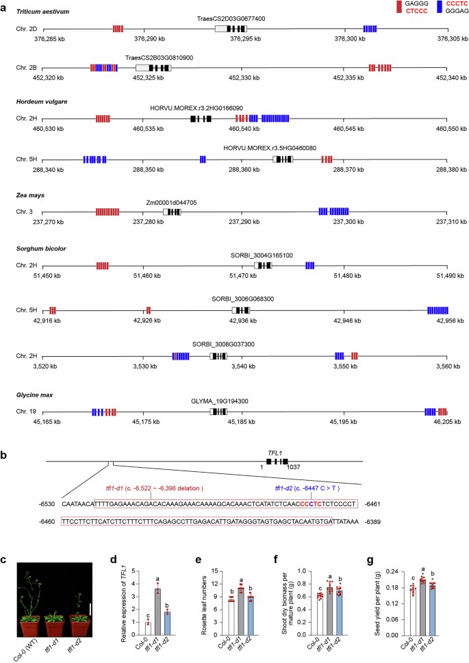 Precise control of chromatin loop extrusion enhances sustainable green ...