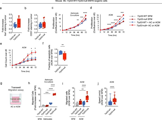 p53 inactivation drives breast cancer metastasis to the brain through ...