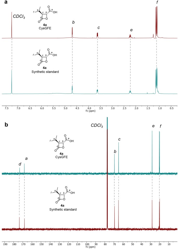 Cryptic enzymatic assembly of peptides armed with β-lactone warheads ...