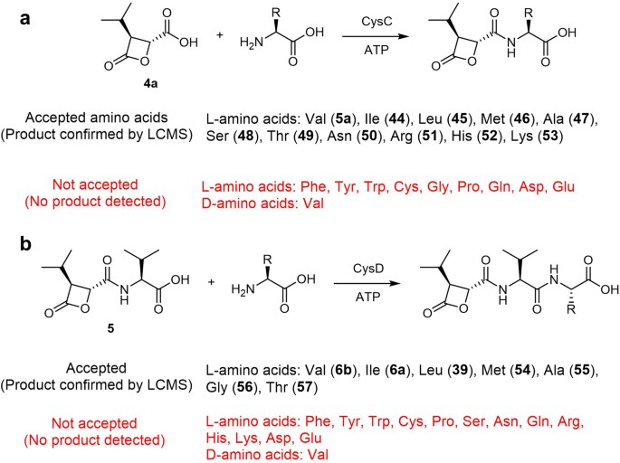 Cryptic enzymatic assembly of peptides armed with β-lactone warheads ...