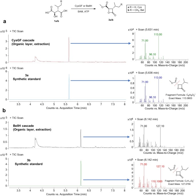 Cryptic enzymatic assembly of peptides armed with β-lactone warheads ...