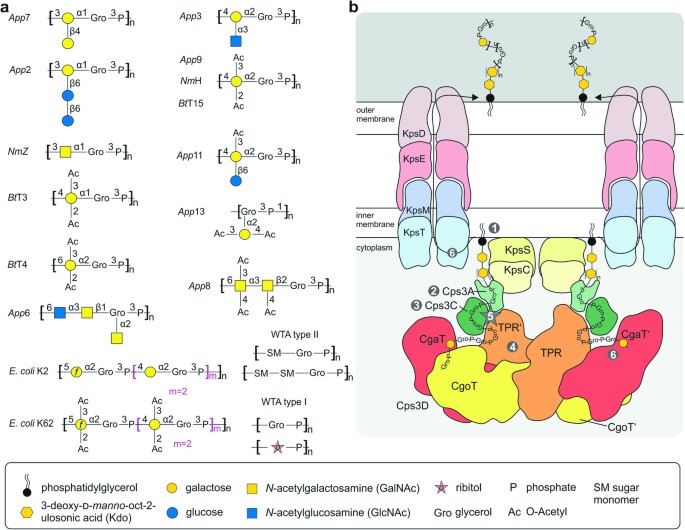 Transition transferases prime bacterial capsule polymerization | Nature ...