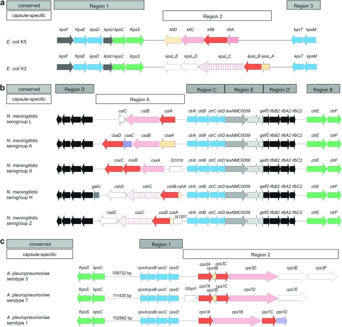 Transition transferases prime bacterial capsule polymerization | Nature ...